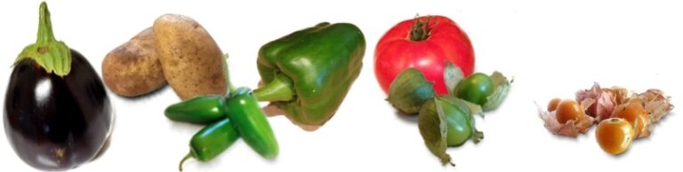 Nightshade Vegetables - Nightshade Vegetables