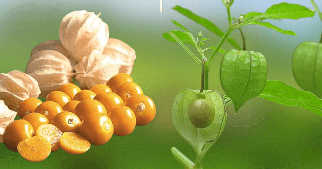 Ground cherry - Nutrients and 8 health benefits and toxicity
