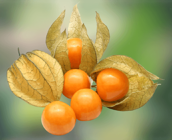 Ground cherry - Nutrients and 8 health benefits and toxicity
