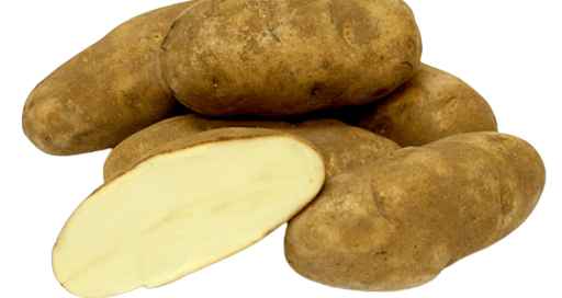 What are Kennebec potatoes good for and growing and when to maturity