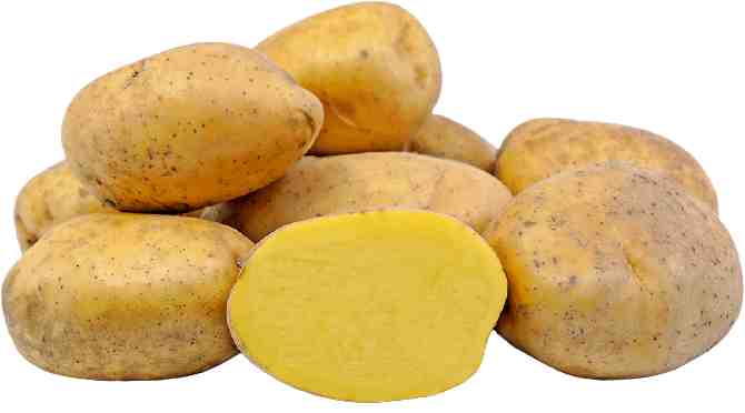What are Yukon gold potatoes good for recipes and Yukon gold vs russet