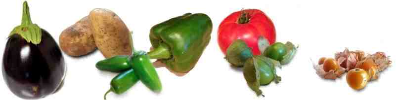 What are Nightshade Vegetables and Deadly nightshade bad for you.